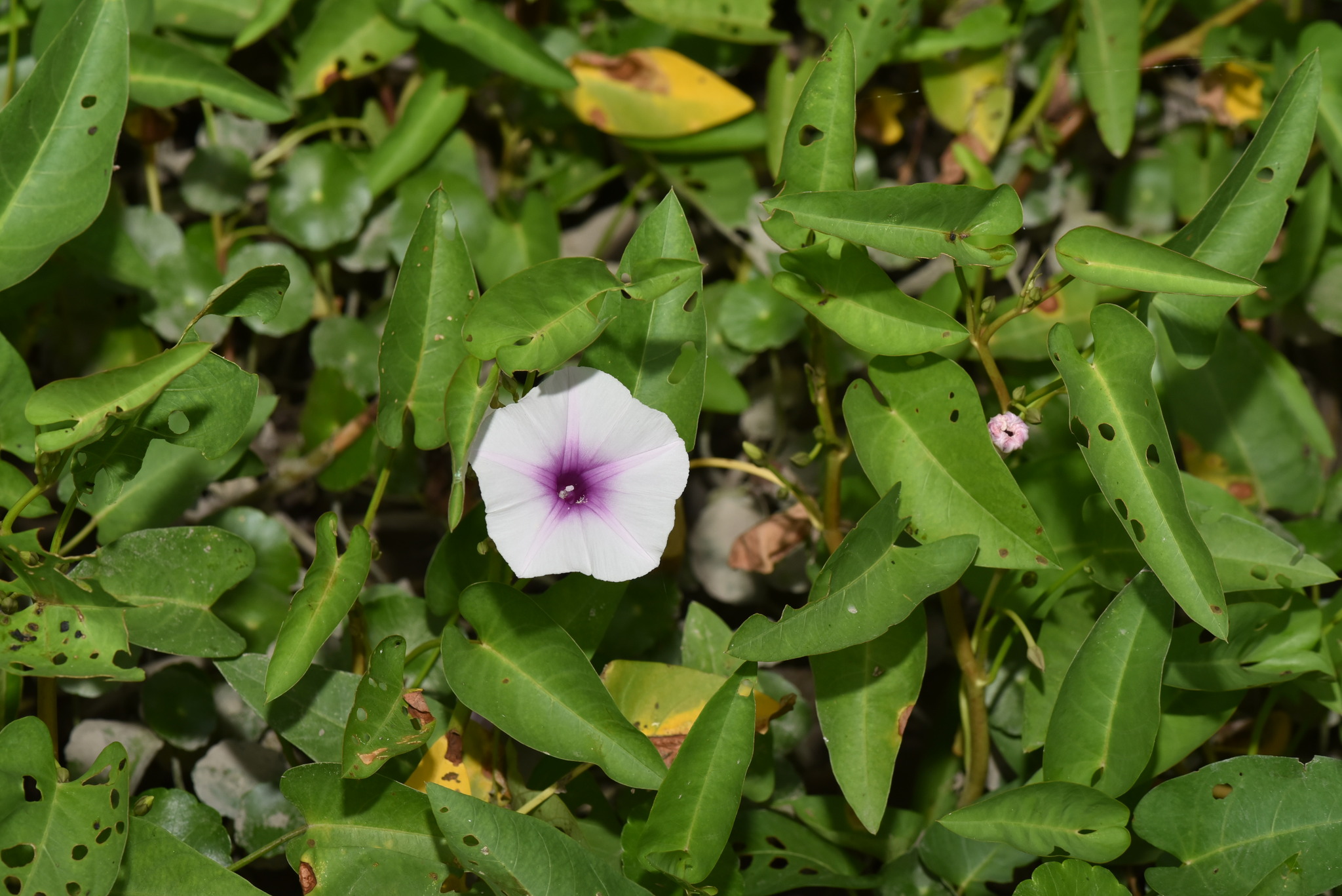 Ipomoea aquatica Forssk.