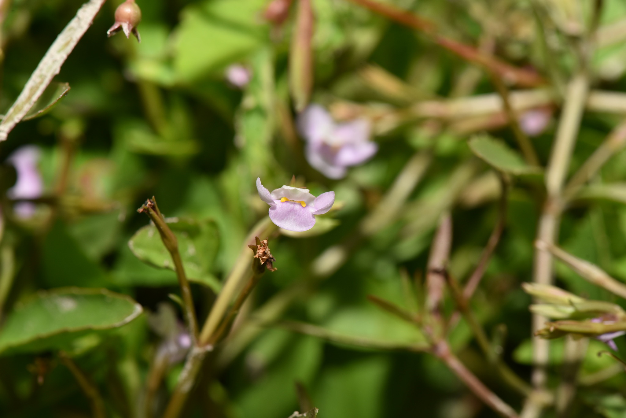 Bonnaya antipoda (L.) Druce