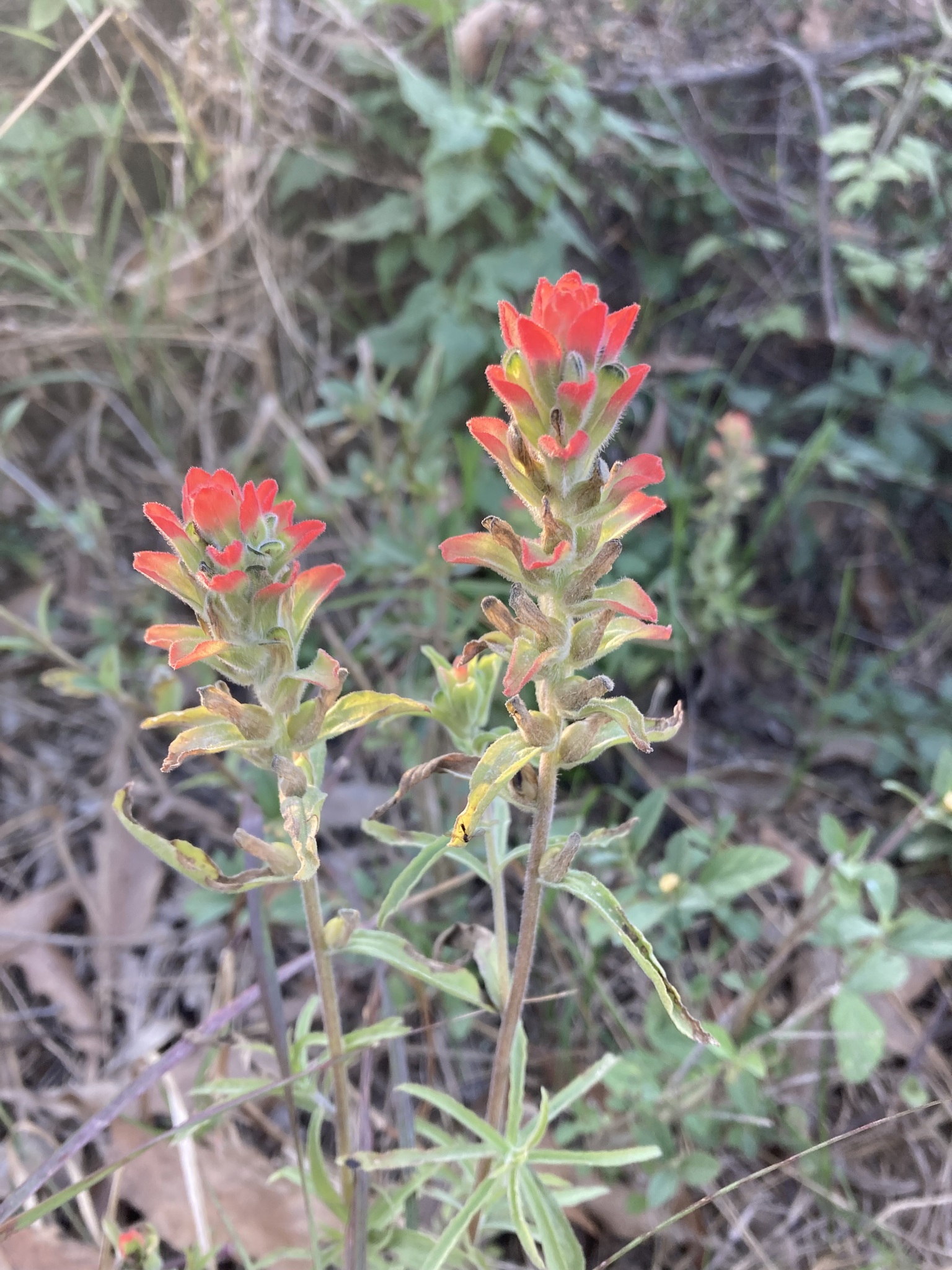 Castilleja arvensis Cham. & Schltdl.