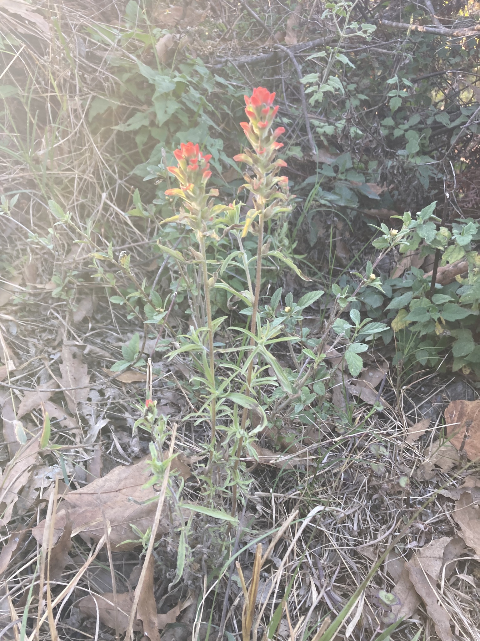Castilleja arvensis Cham. & Schltdl.