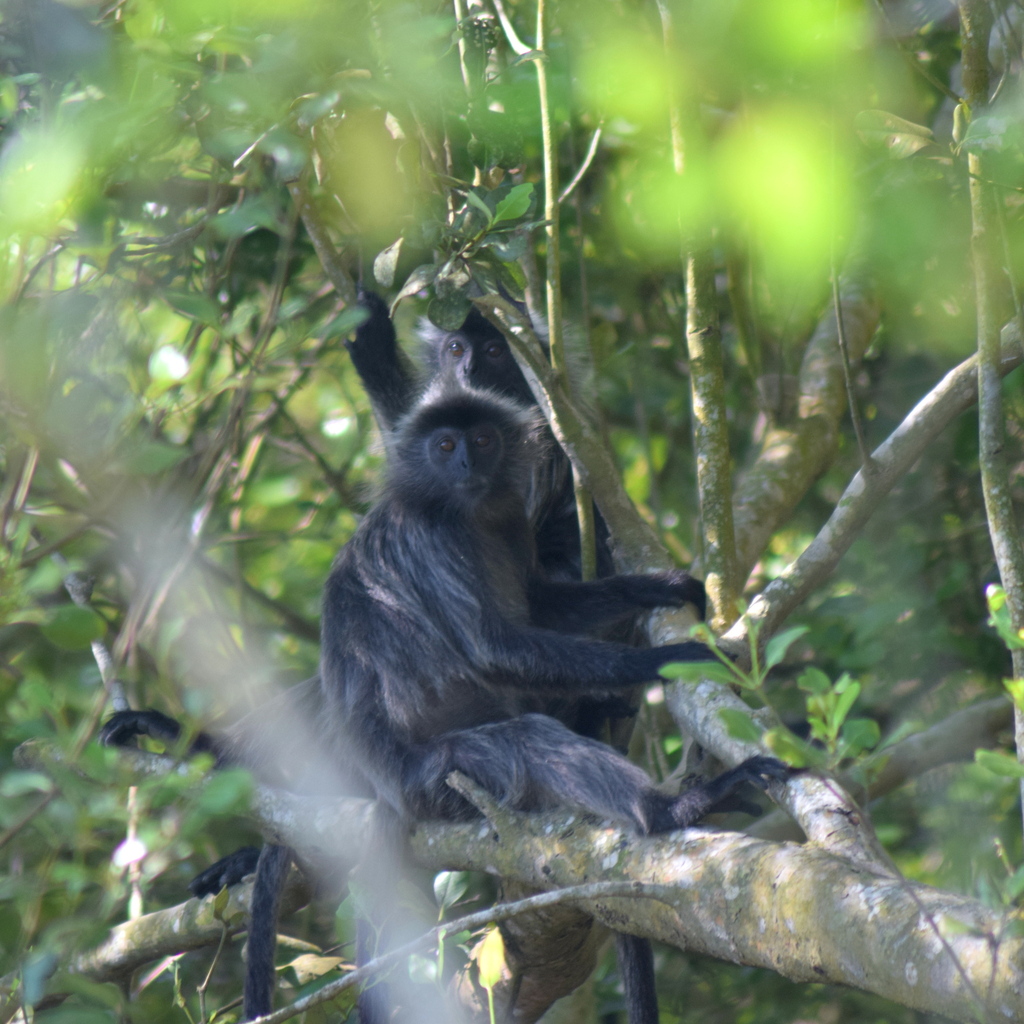 Silvered Leaf Monkey in April 2021 by Hamas Fathani. group of 7, were ...