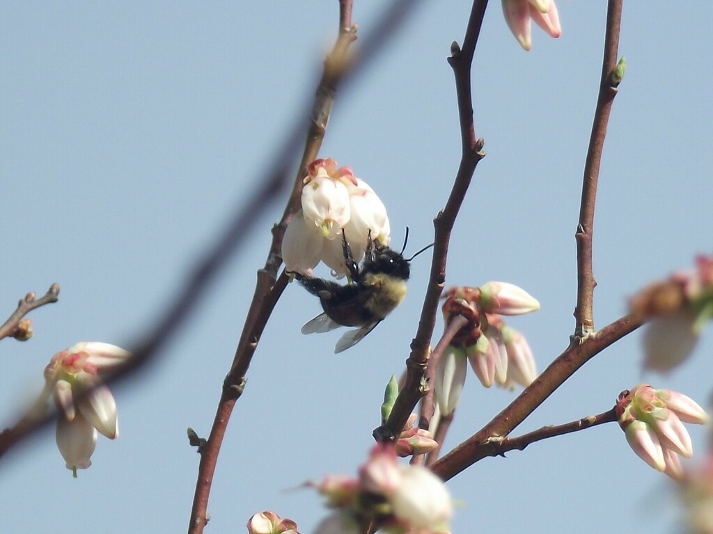 Blueberry Digger Bee from Newton County, MS, USA on February 28, 2023 ...
