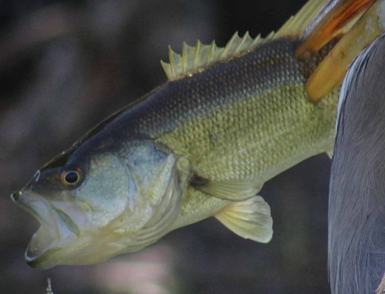Micropterus floridanus (Lesueur, 1822)
