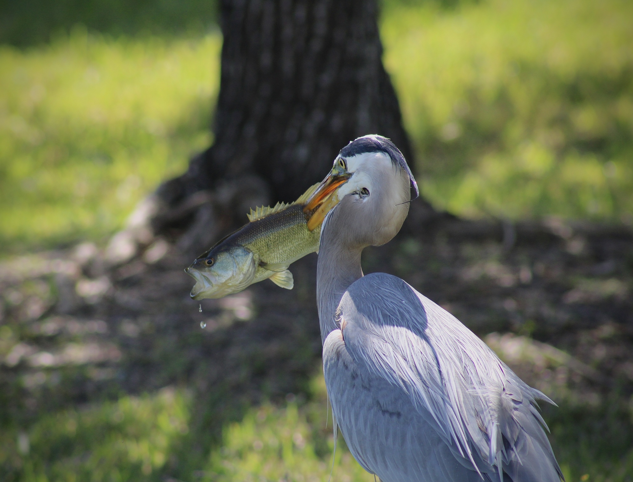 Micropterus floridanus (Lesueur, 1822)