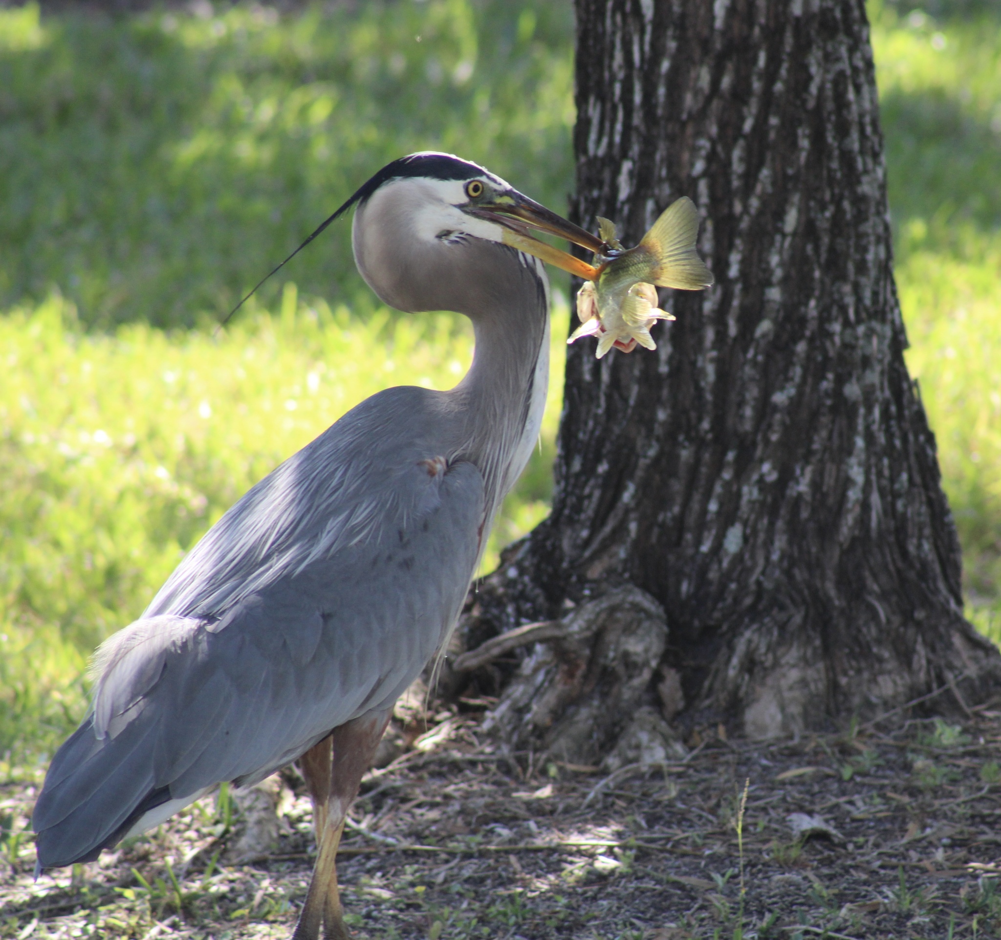 Micropterus floridanus (Lesueur, 1822)
