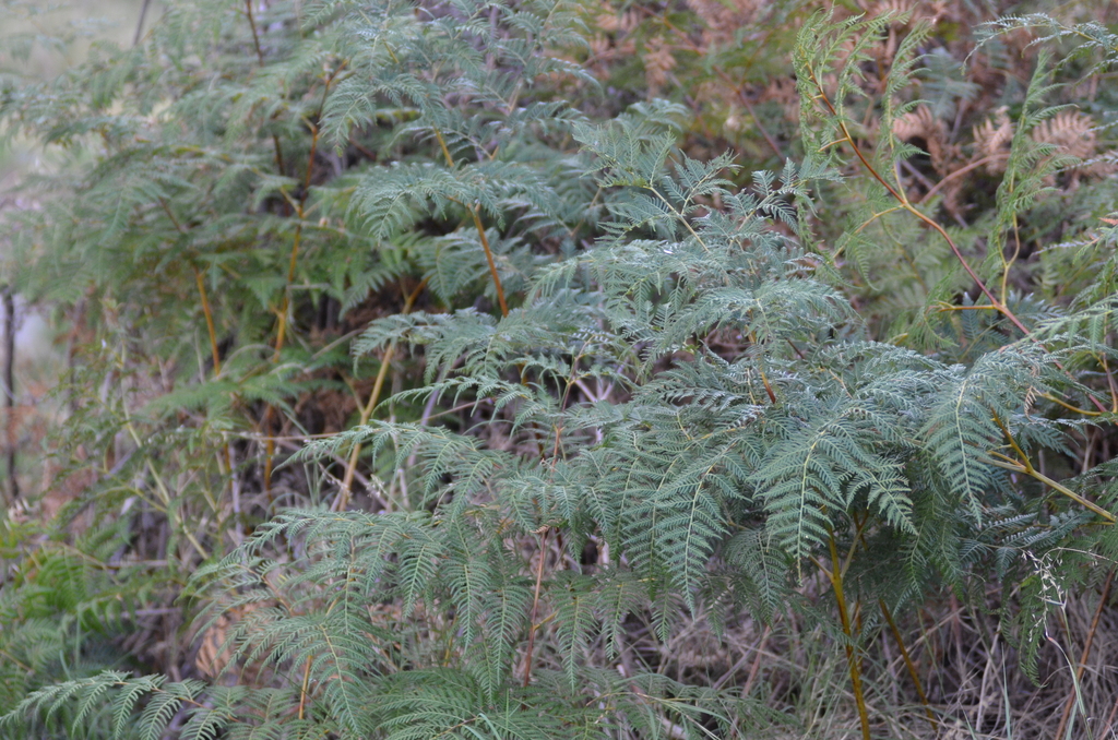 Austral Bracken from Adelaide SA, Australia on March 27, 2022 at 06:15 ...