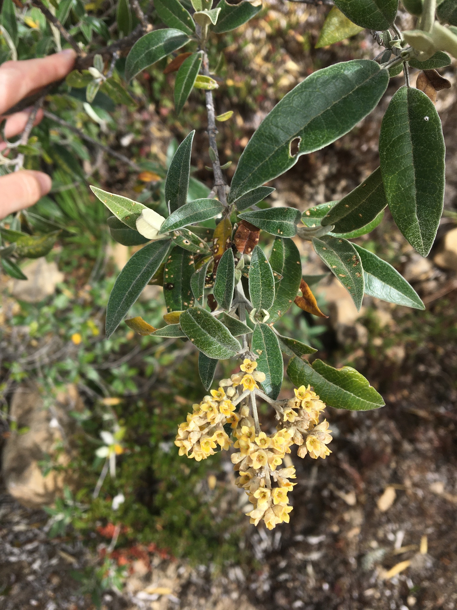 Buddleja nitida Benth.