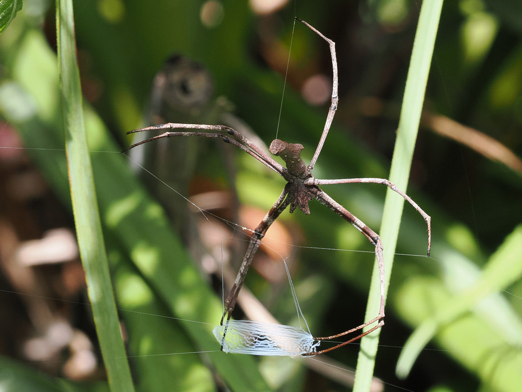 Net-casting Spiders from Sydney NSW, Australia on March 01, 2023 at 12: ...