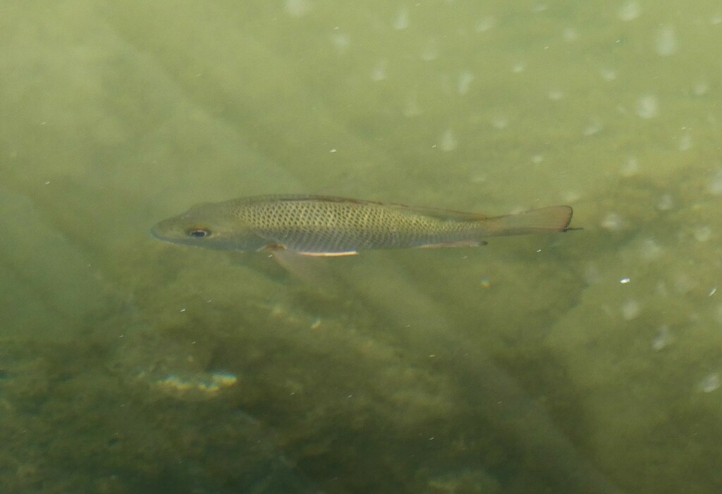 Mangrove Red Snapper from Brisbane QLD, Australia on February 28, 2023 ...