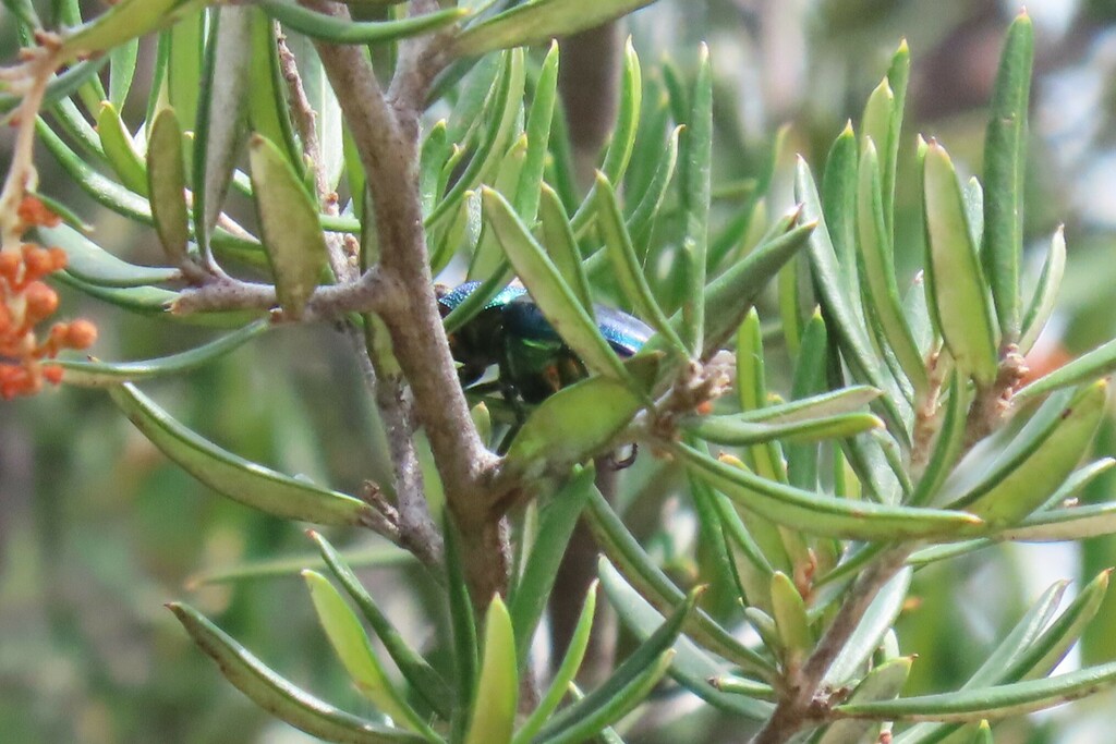 Melobasis from Cotter Bend, ACT, Australia on February 28, 2023 at 02:37 PM by deborod · iNaturalist