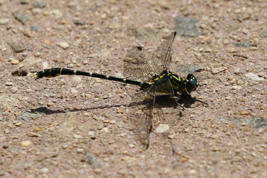 Stout Vicetail from Cotter Bend, ACT, Australia on February 28, 2023 at 01:03 PM by deborod ...