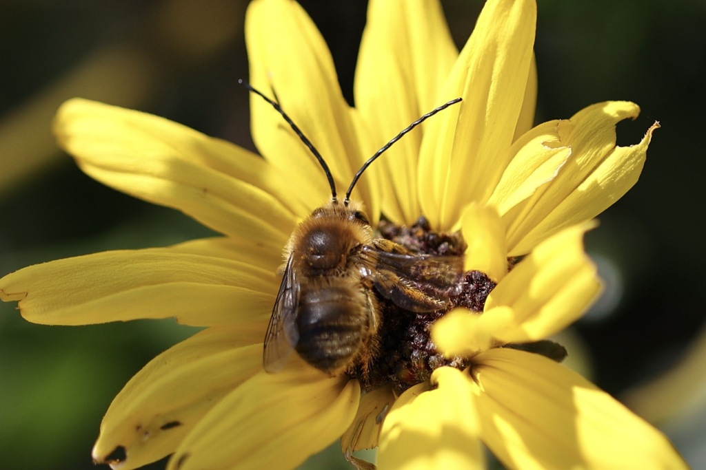 Longhorn Bees from Point Loma, San Diego, CA, USA on February 28, 2023 ...