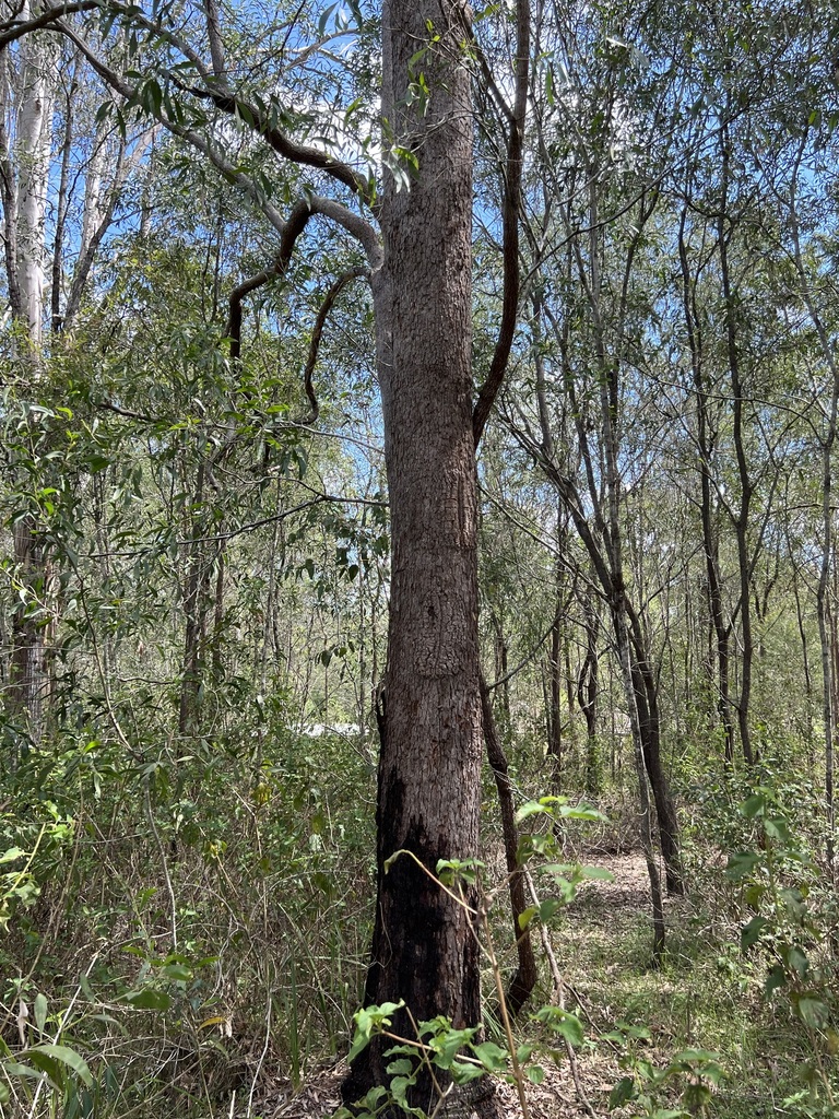 Pink Bloodwood in February 2023 by ianparsons_lcc · iNaturalist