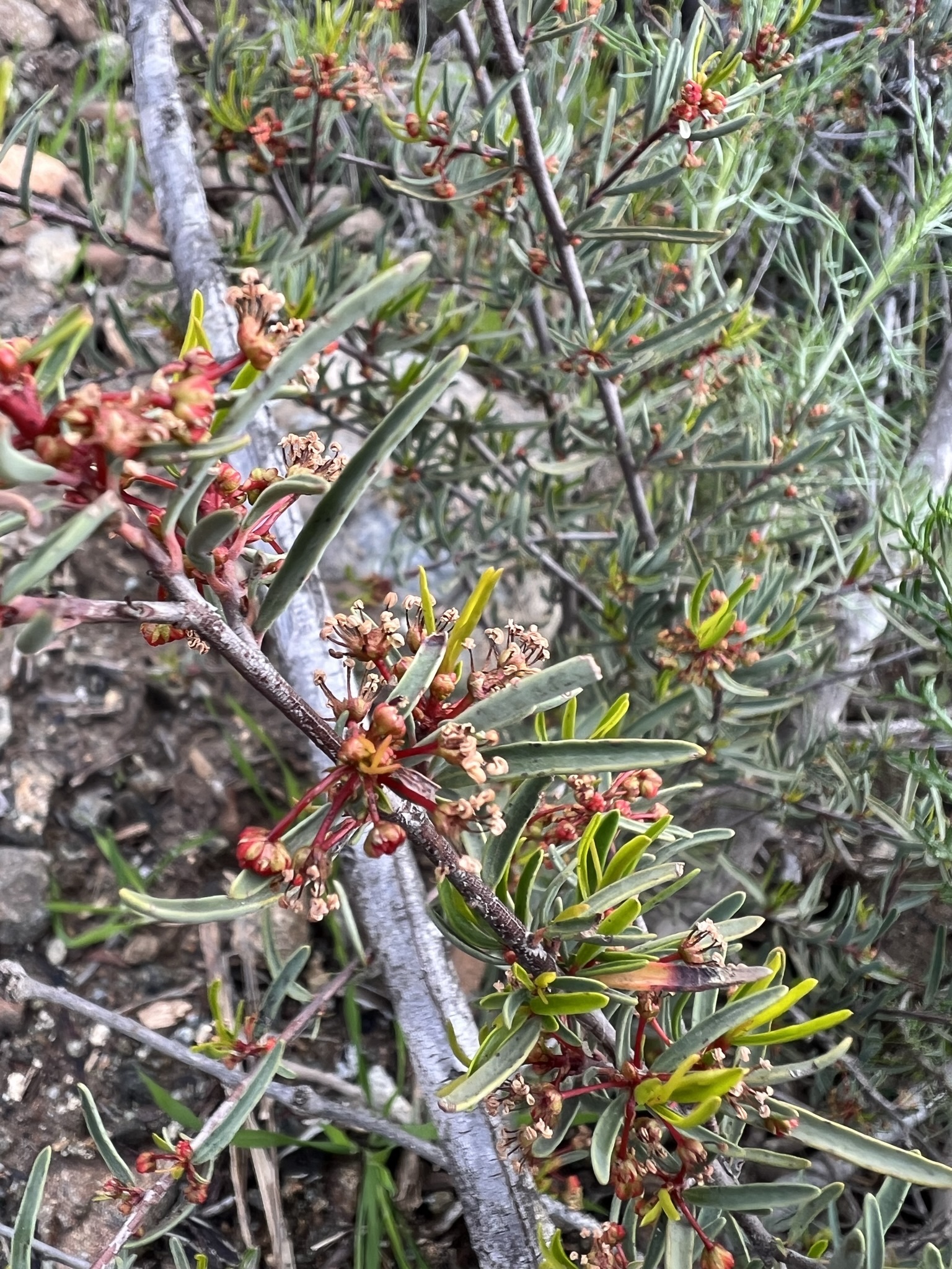 Tetracoccus dioicus Parry