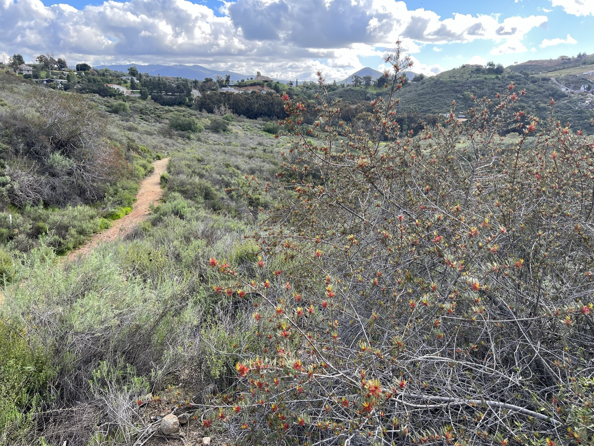 Tetracoccus dioicus Parry