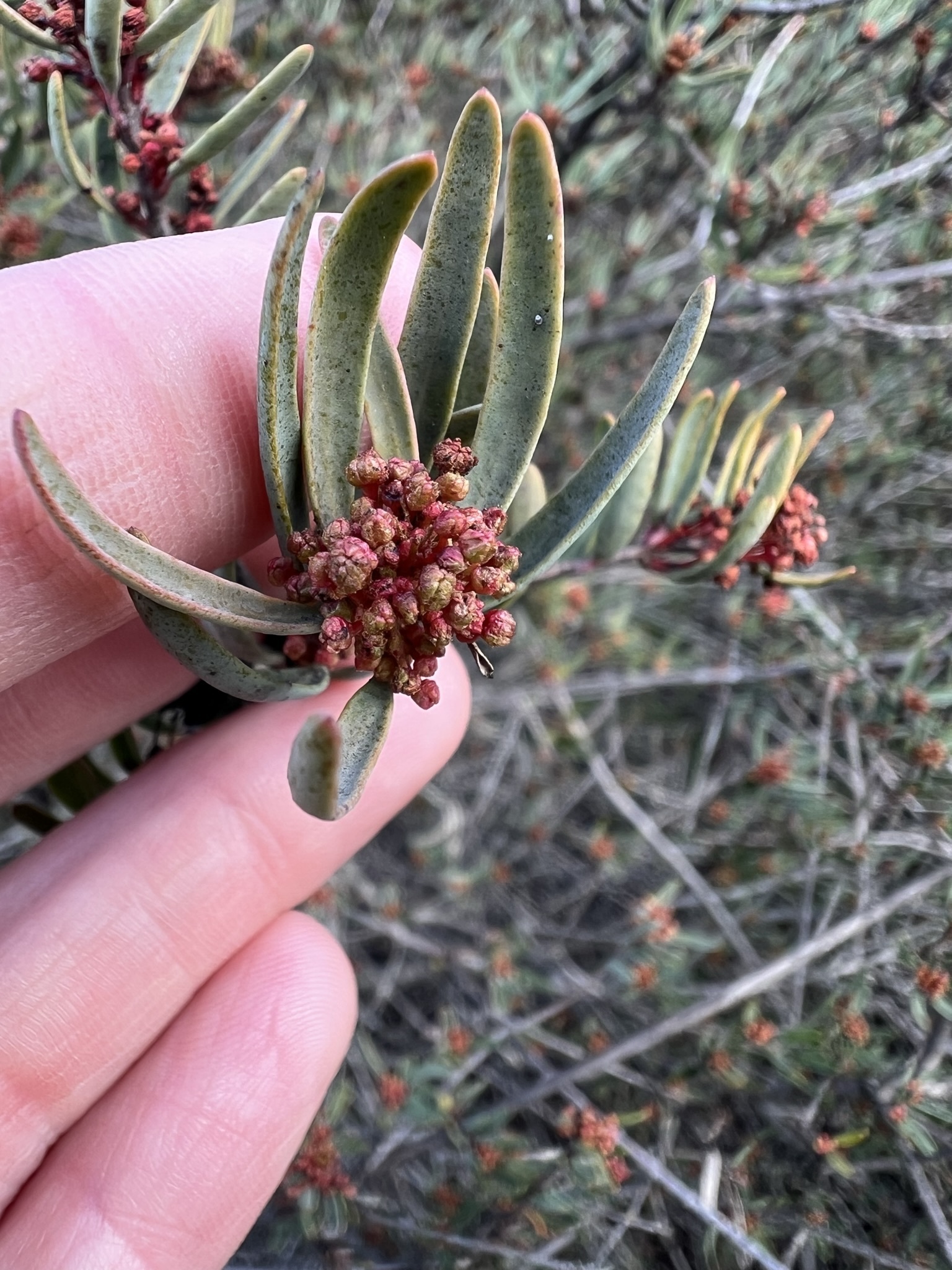 Tetracoccus dioicus Parry