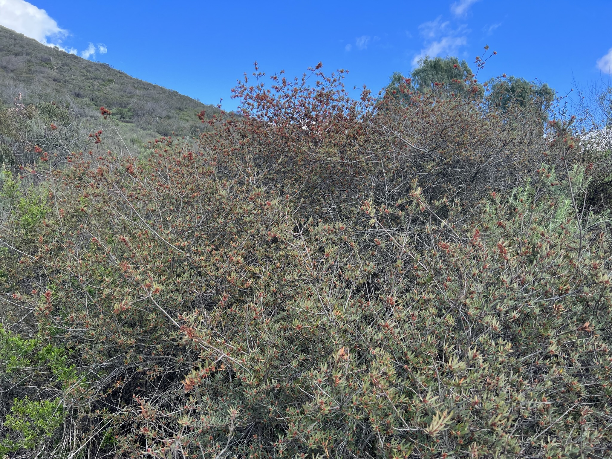 Tetracoccus dioicus Parry