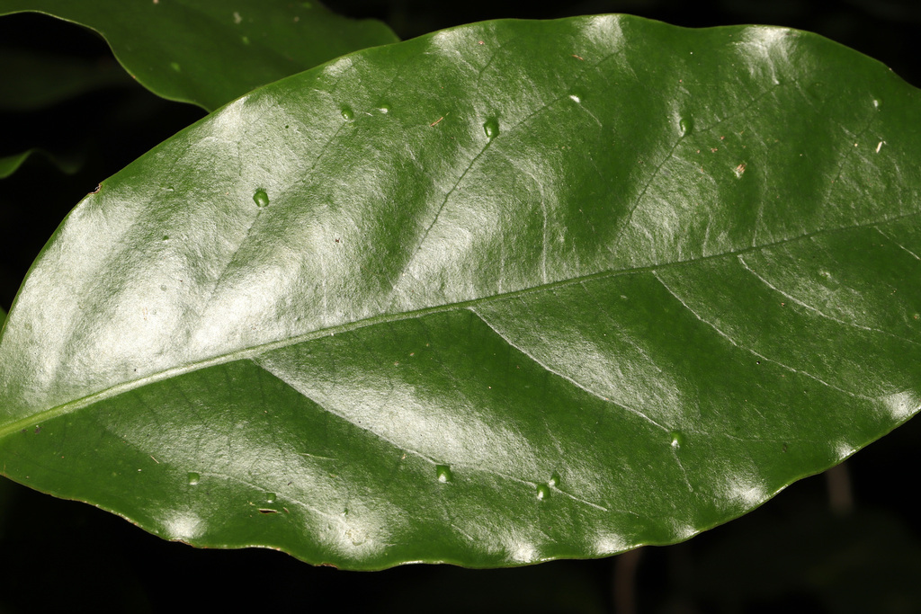 brown beech from Binna Burra QLD 4211, Australia on February 26, 2023 ...