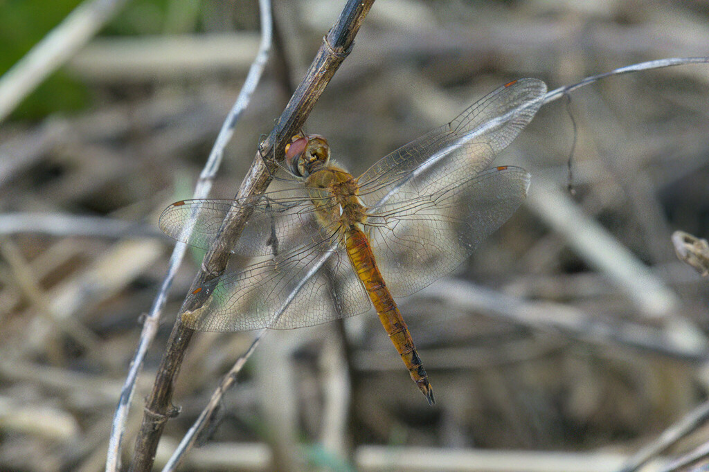 Wandering Glider from Hanalei, Kauai, Hawaii on February 26, 2023 at 01 ...