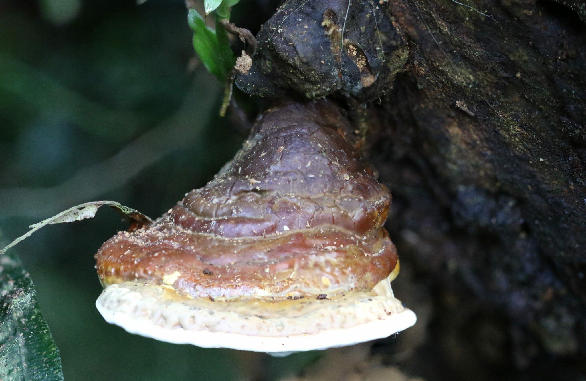 Ganoderma orbiforme (Fr.) Ryvarden
