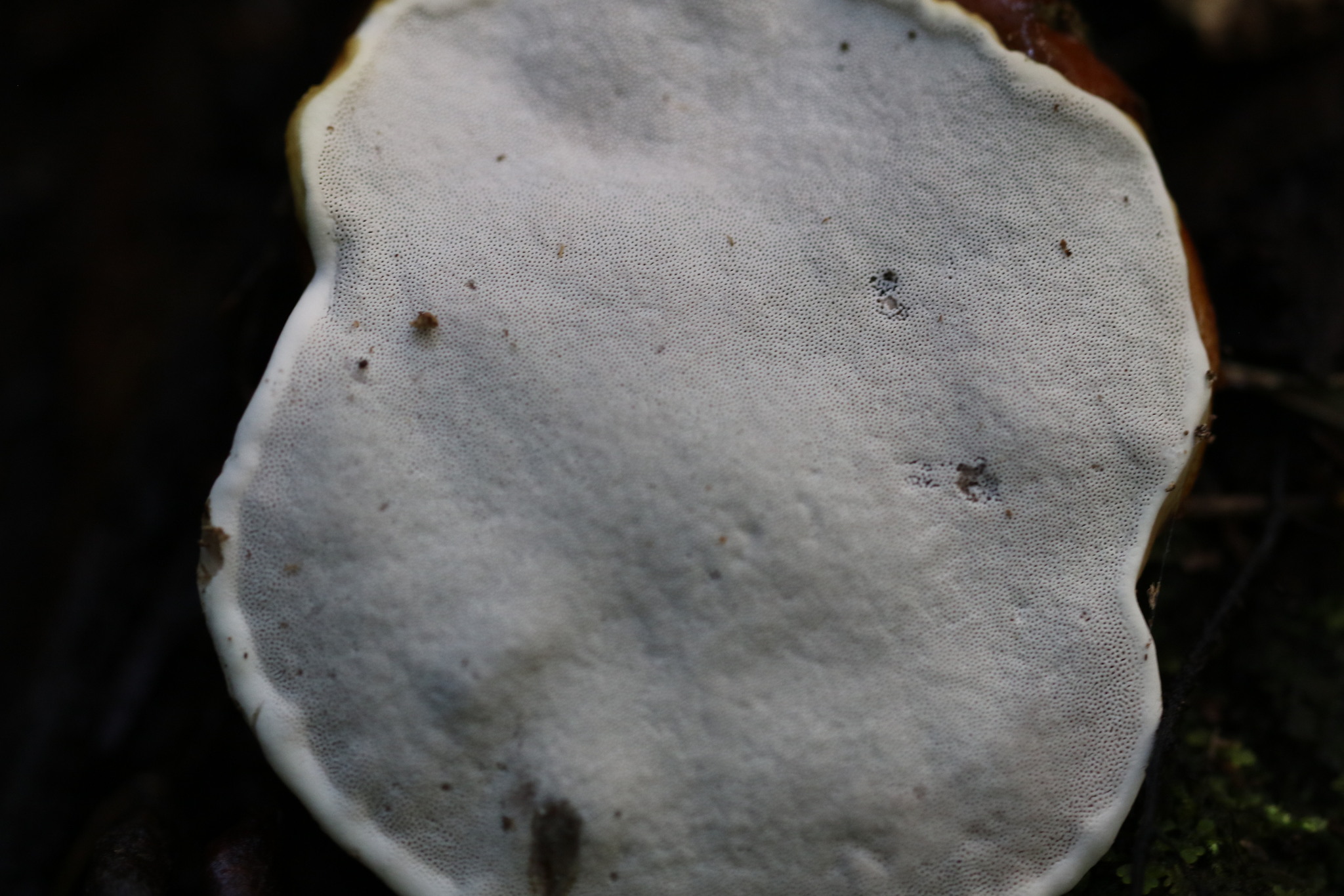 Ganoderma orbiforme (Fr.) Ryvarden