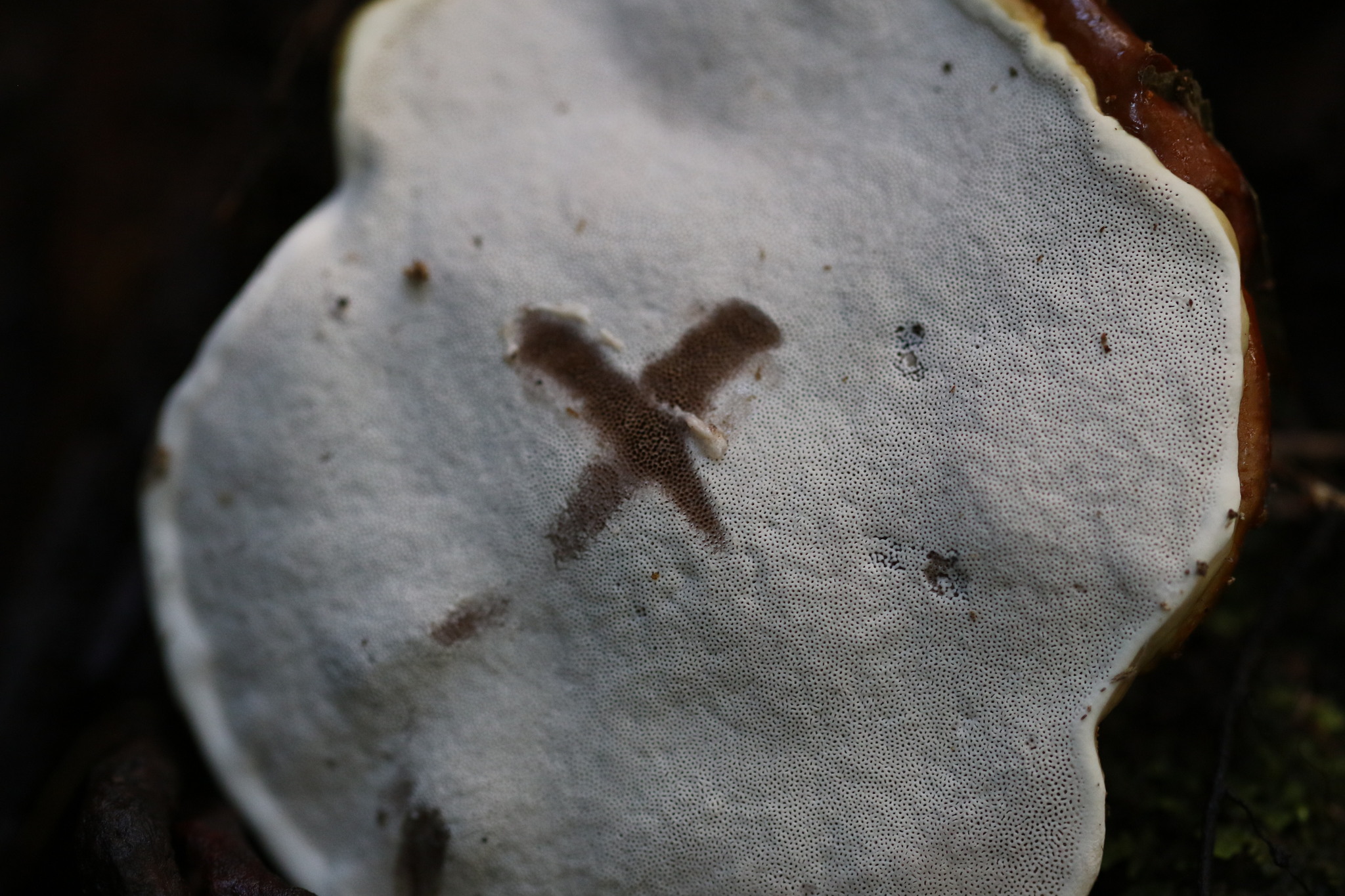 Ganoderma orbiforme (Fr.) Ryvarden