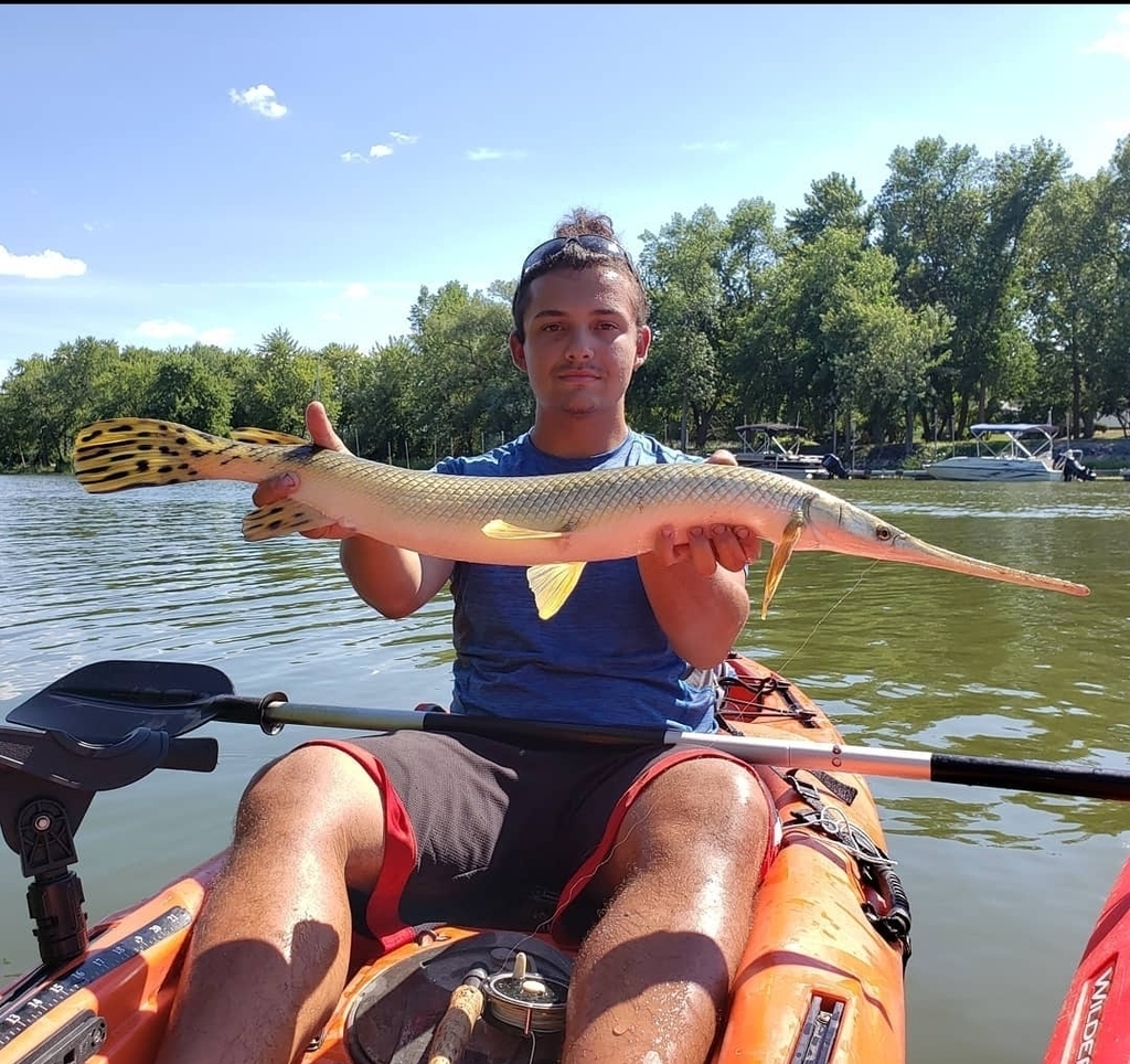 Longnose Gar from Putnam Station, NY 12861, USA on August 01, 2020 by ...