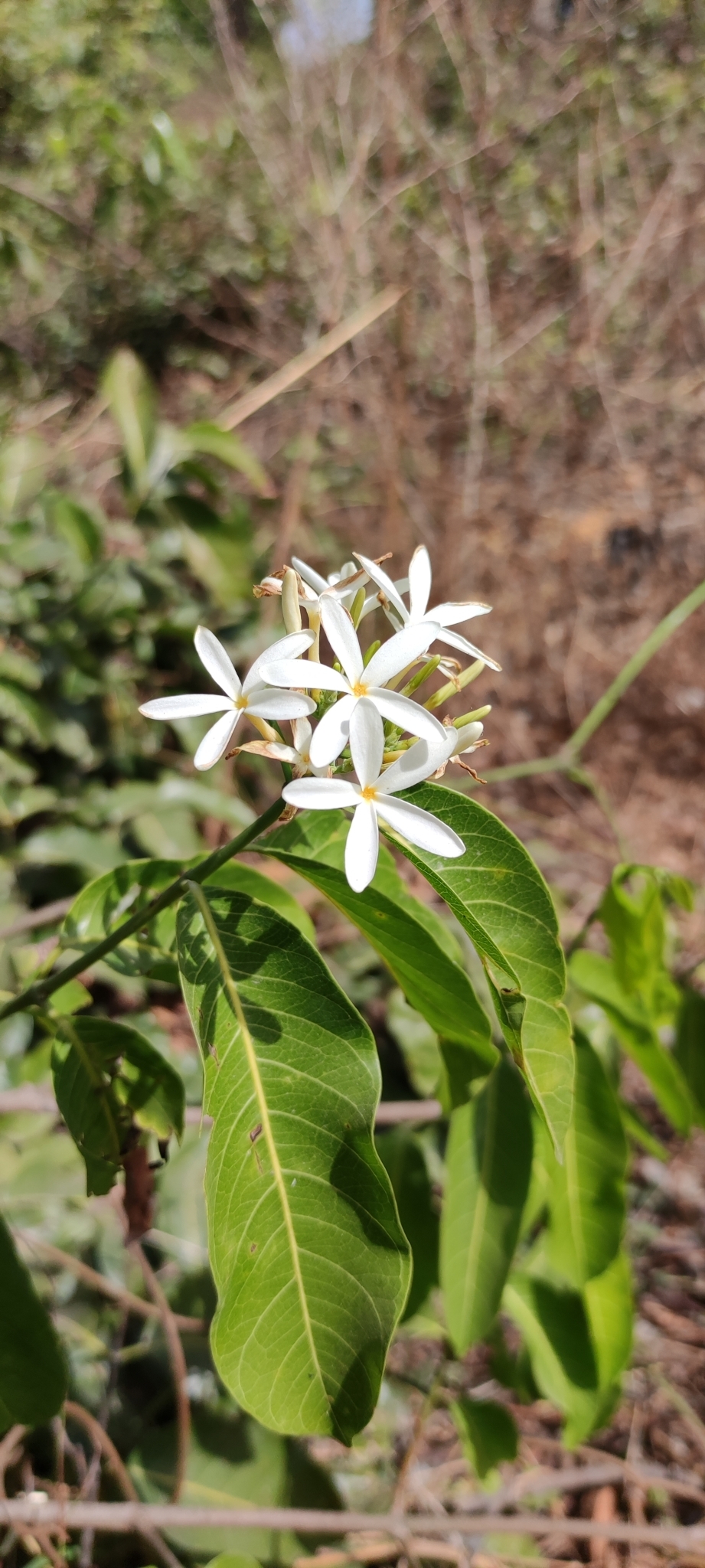Saba senegalensis (A.DC.) Pichon