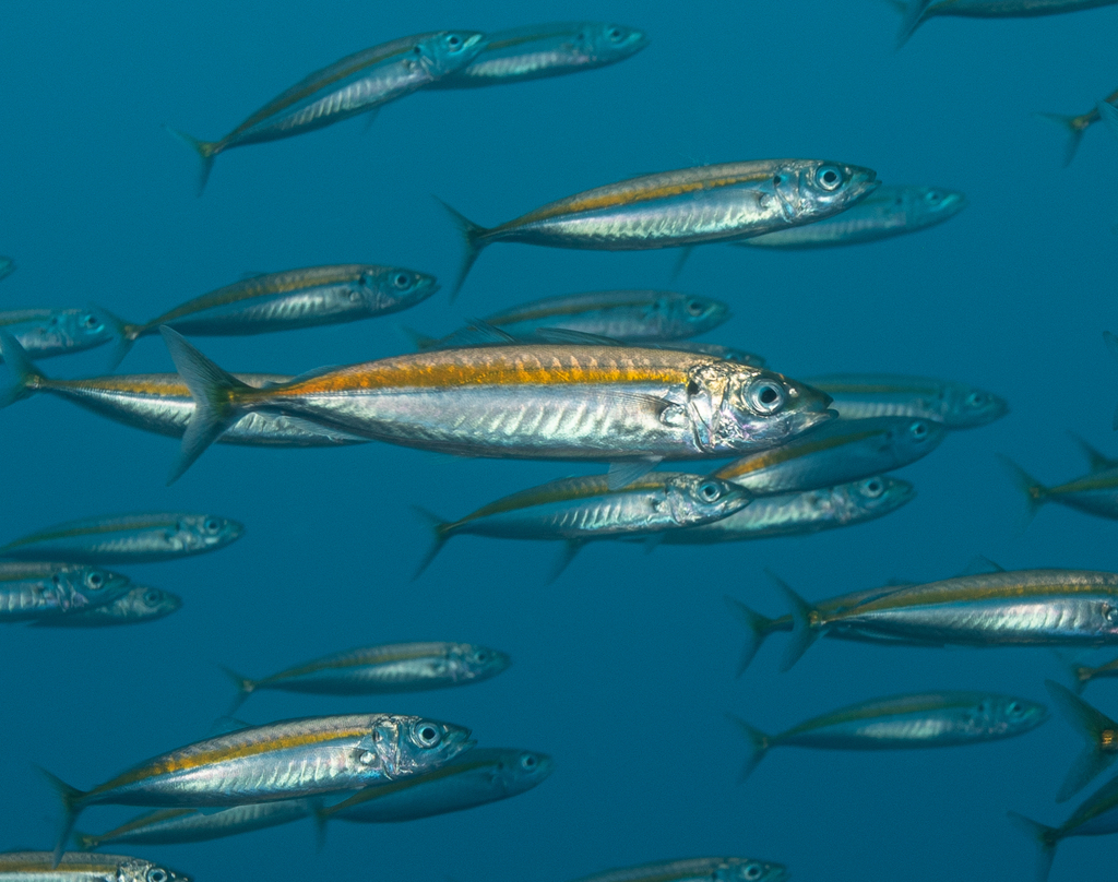 Temperate Scad (Decapterus muroadsi) - Marine Life Identification