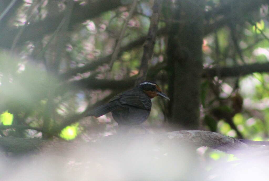 Rosy Thrush-Tanager from Puerto Vallarta, Jal., México on February 28 ...