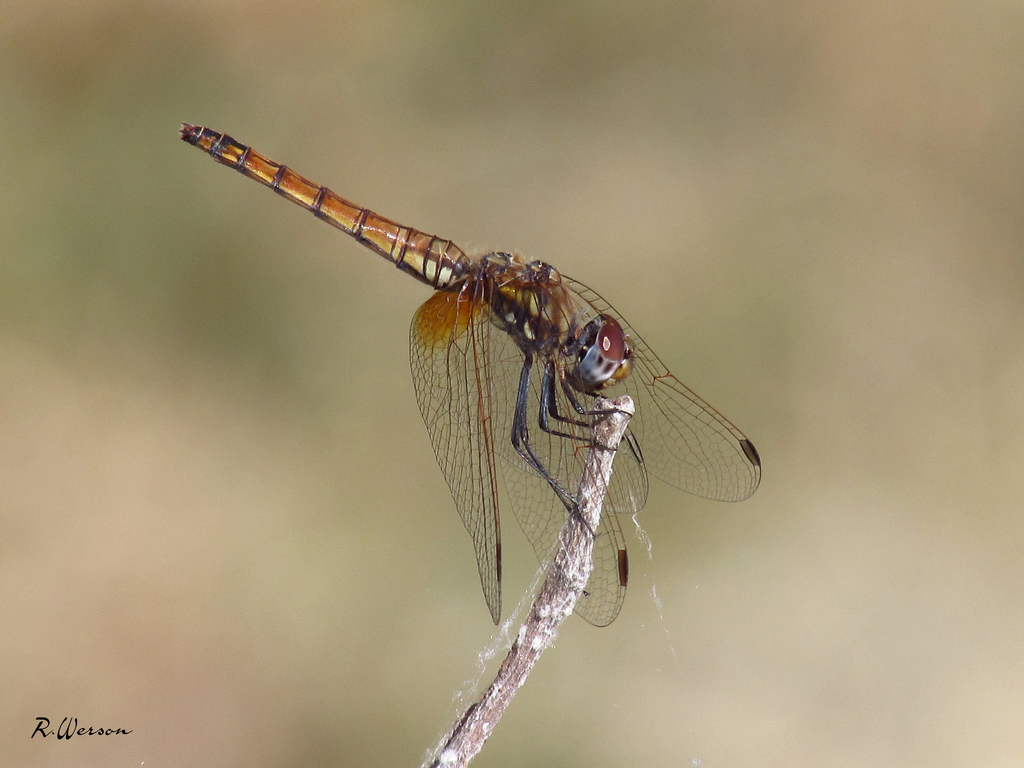 Violet Dropwing from Provincia di Perugia, Italia on September 30, 2018 ...