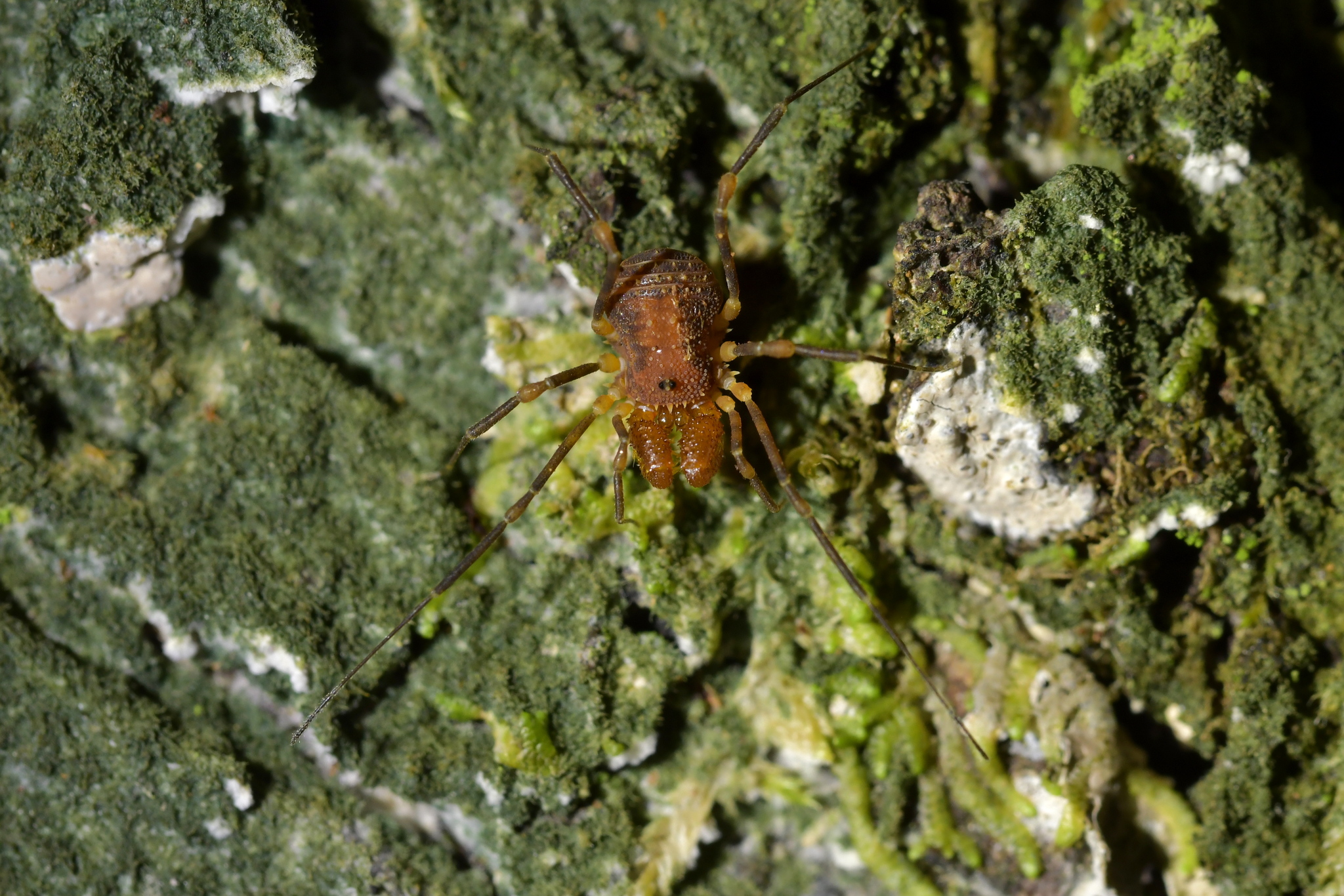 Triaenonychidae