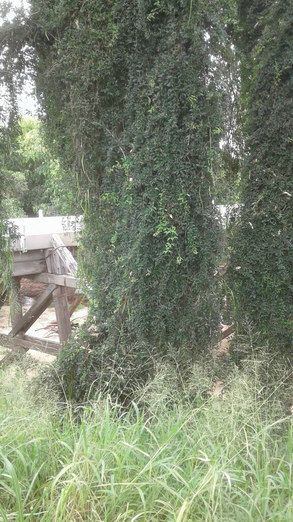 Catclaw vine from Boompa QLD 4621, Australia on January 30, 2018 at 01: ...