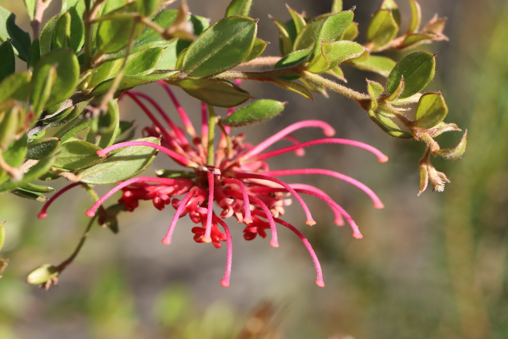 Red Spider Flower from Patonga NSW 2256, Australia on February 5, 2023 ...