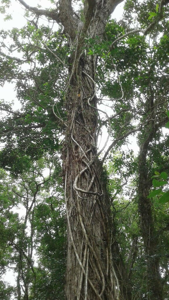 Catclaw vine from Boompa QLD 4621, Australia on January 5, 2018 at 11: ...