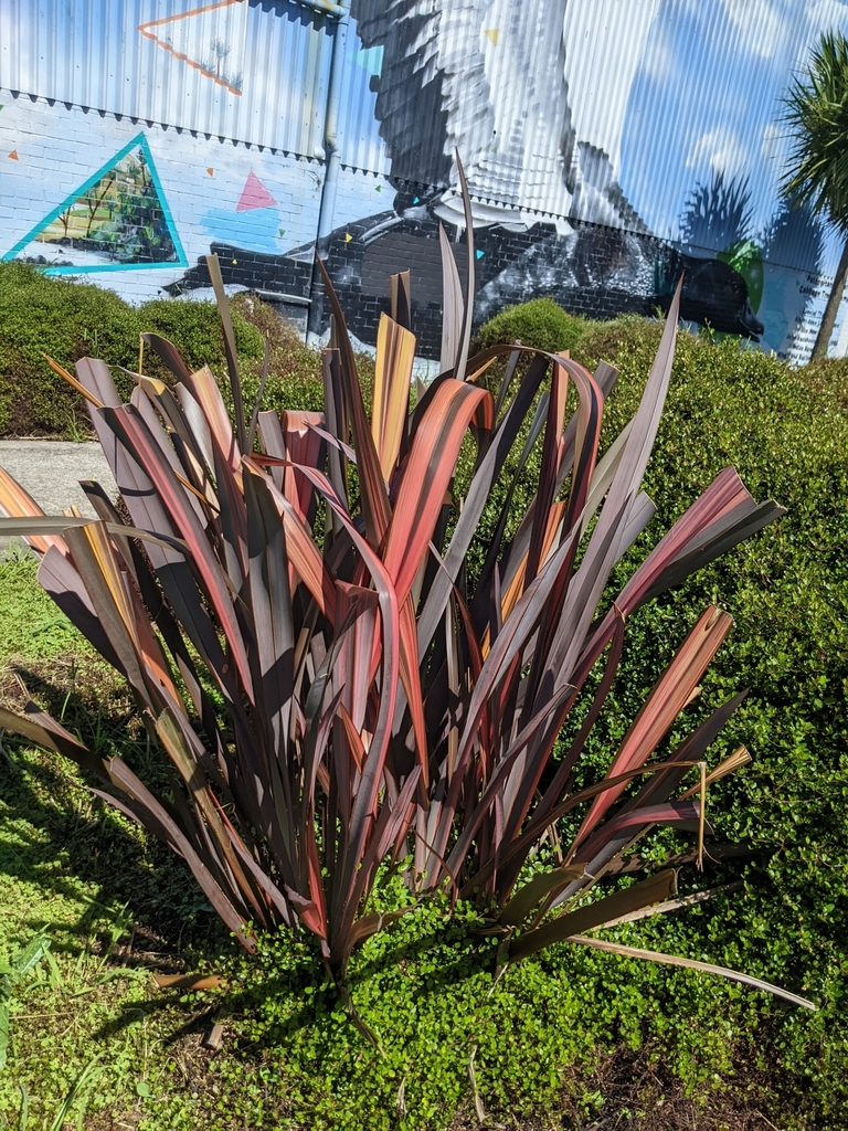 New Zealand flax from District of Freedom#8573311~!#, King Street ...