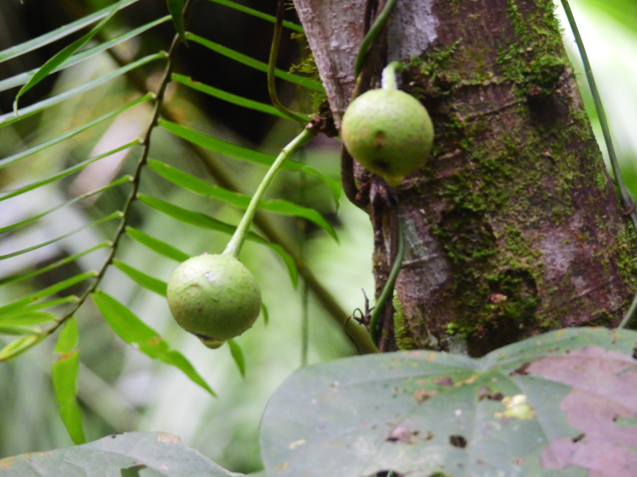 Ficus copiosa Steud.