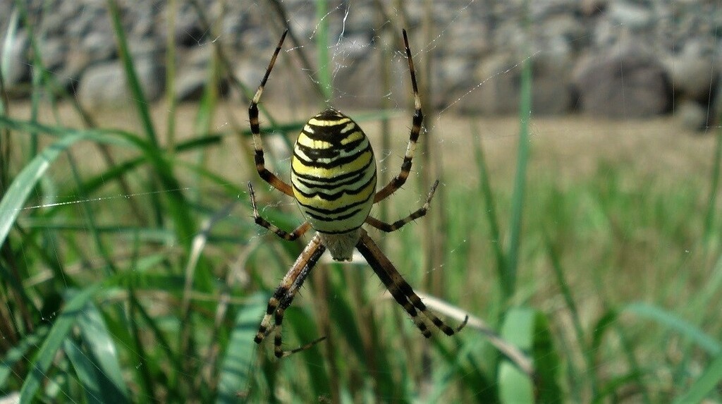Wasp Spider from Chociszewo, Polska on August 21, 2019 at 01:57 PM by ...