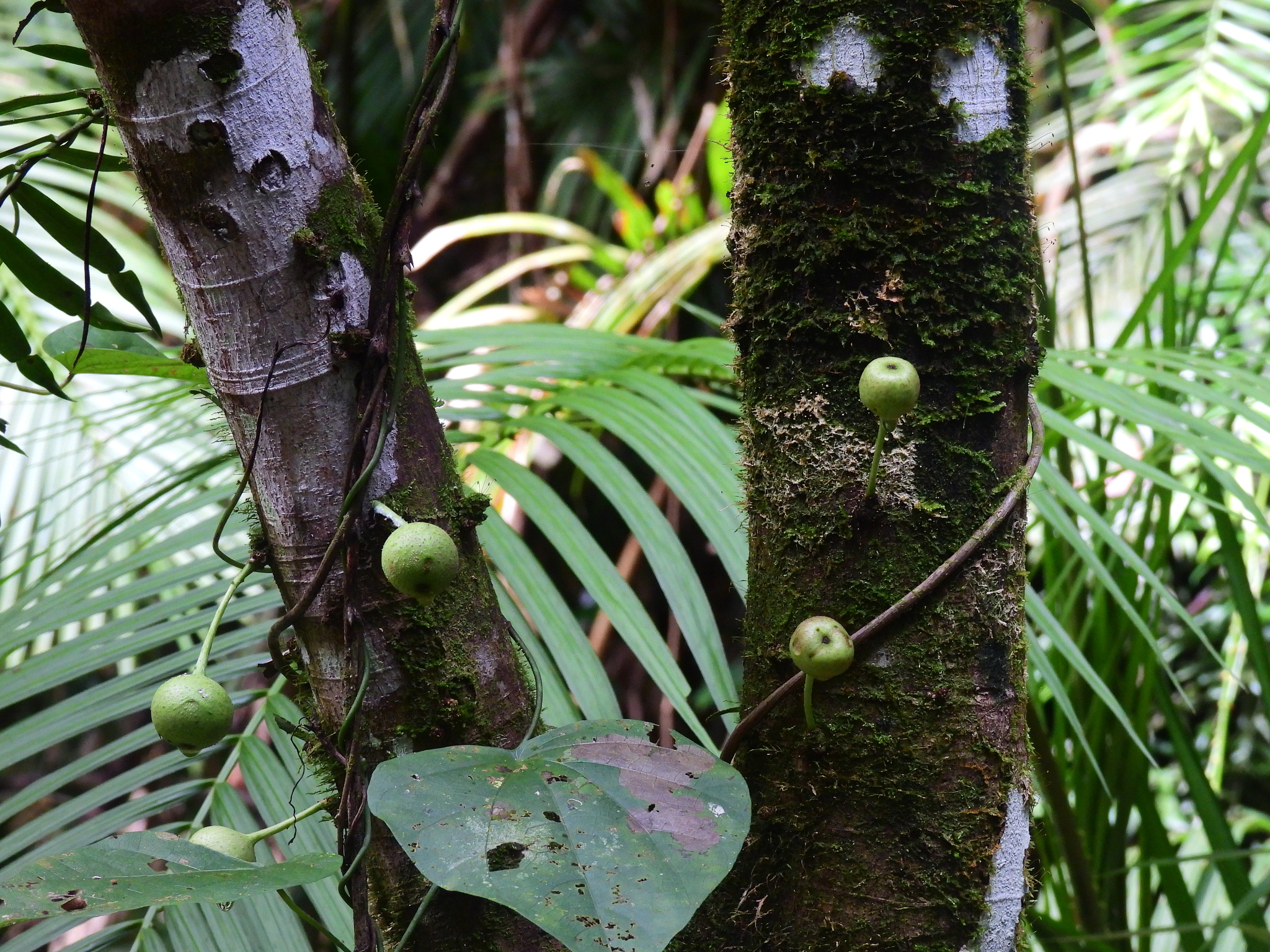 Ficus copiosa Steud.