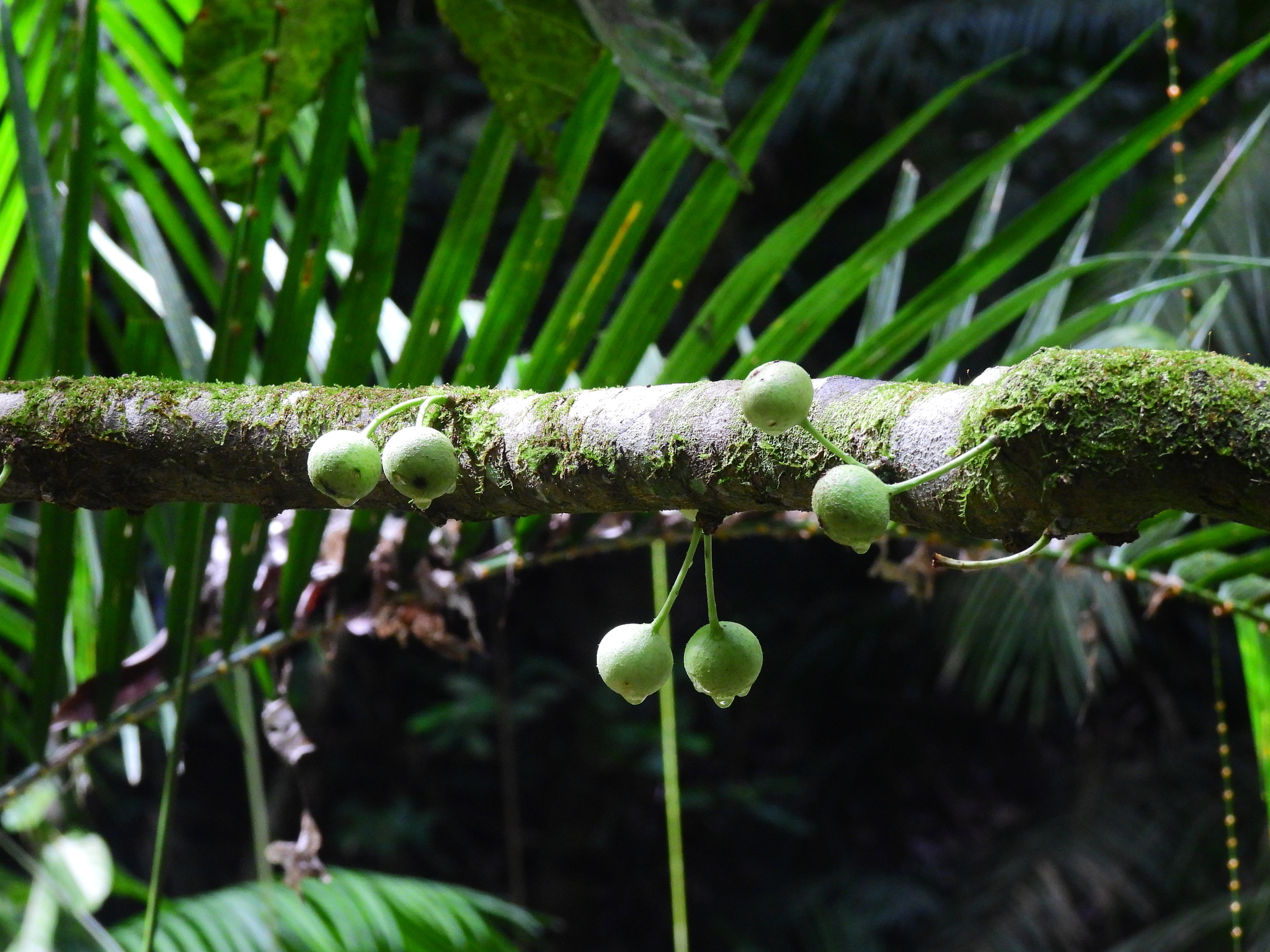 Ficus copiosa Steud.