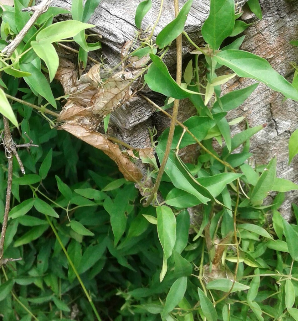 Hypocosmia pyrochroma from Boompa QLD 4621, Australia on January 5 ...