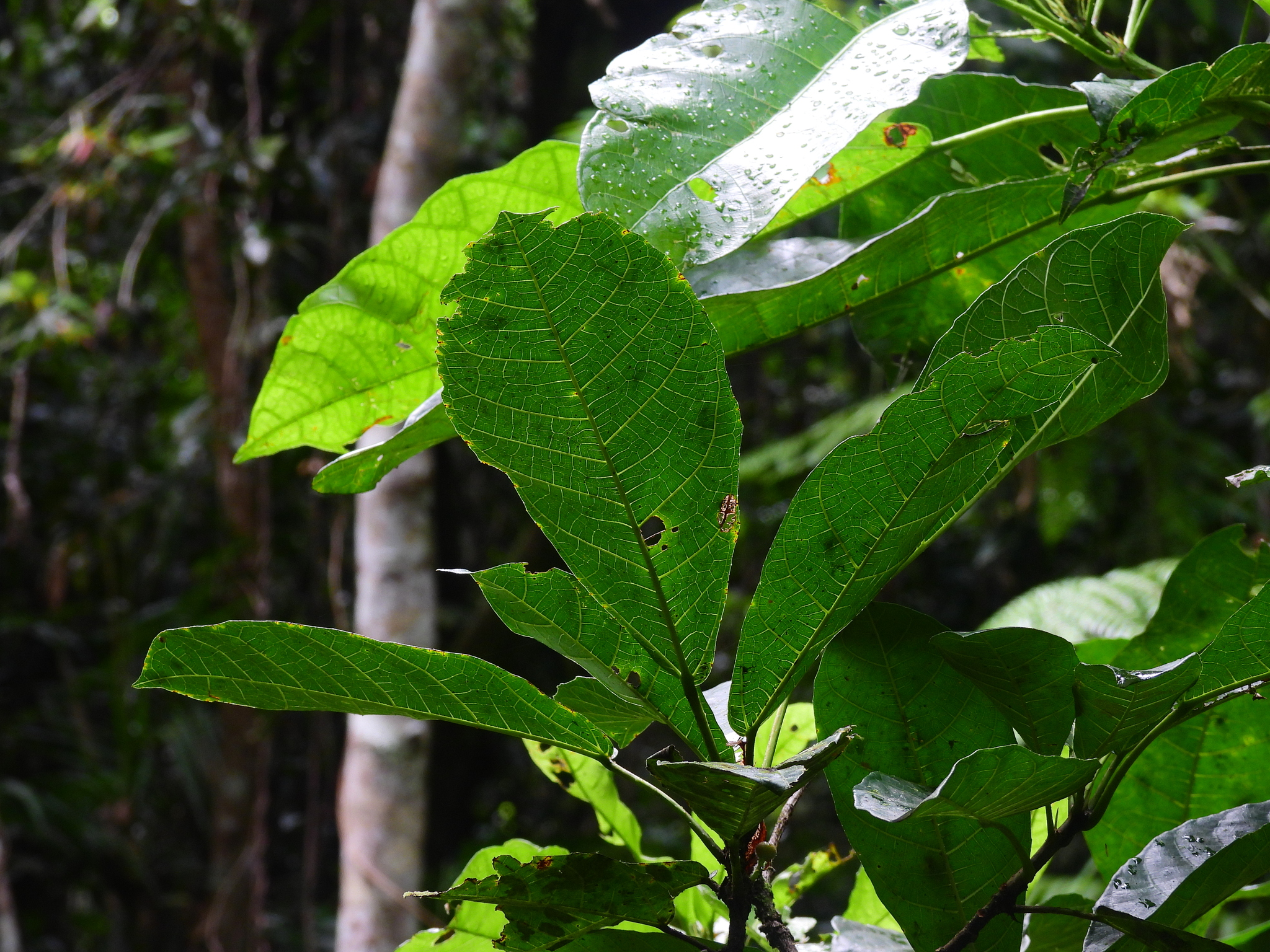 Ficus copiosa Steud.