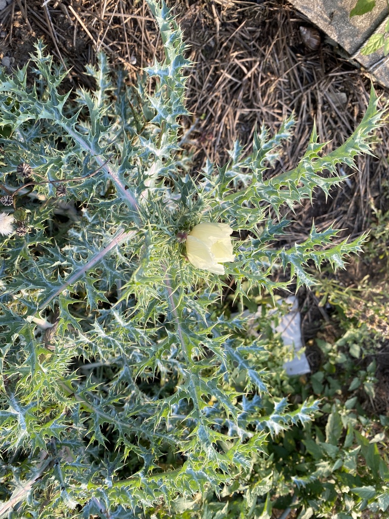 prickly poppies from 西濱公路, 竹南鎮, TW on March 1, 2023 at 04:54 PM by ...