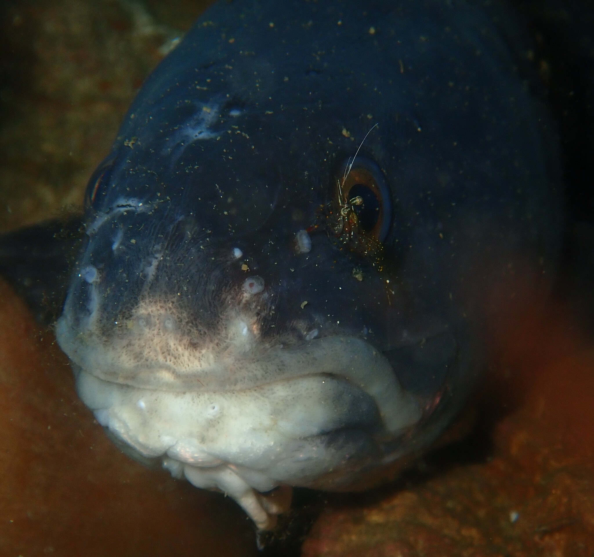 Genypterus Philippi, 1857