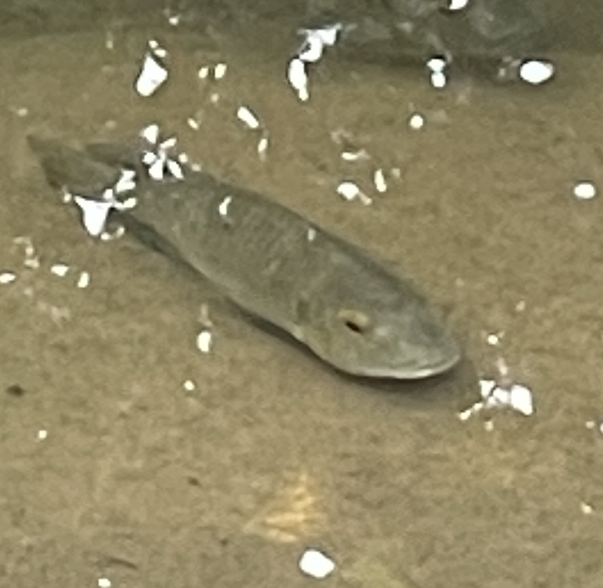 Coptodon zillii (Gervais, 1848)