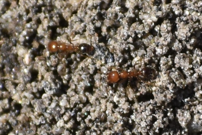 Southern Fire Ant from Rohr Park, Chula Vista, CA, US on February 28 ...