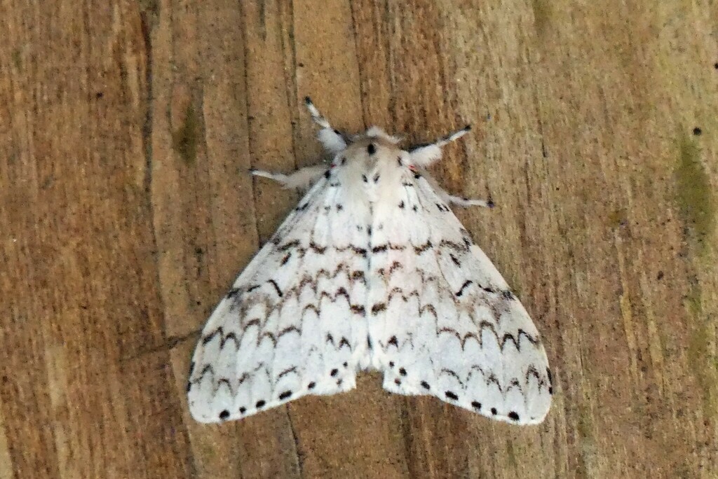 Lymantria from RW8F+PJ9, Suthep, Mueang Chiang Mai District, Chiang Mai ...