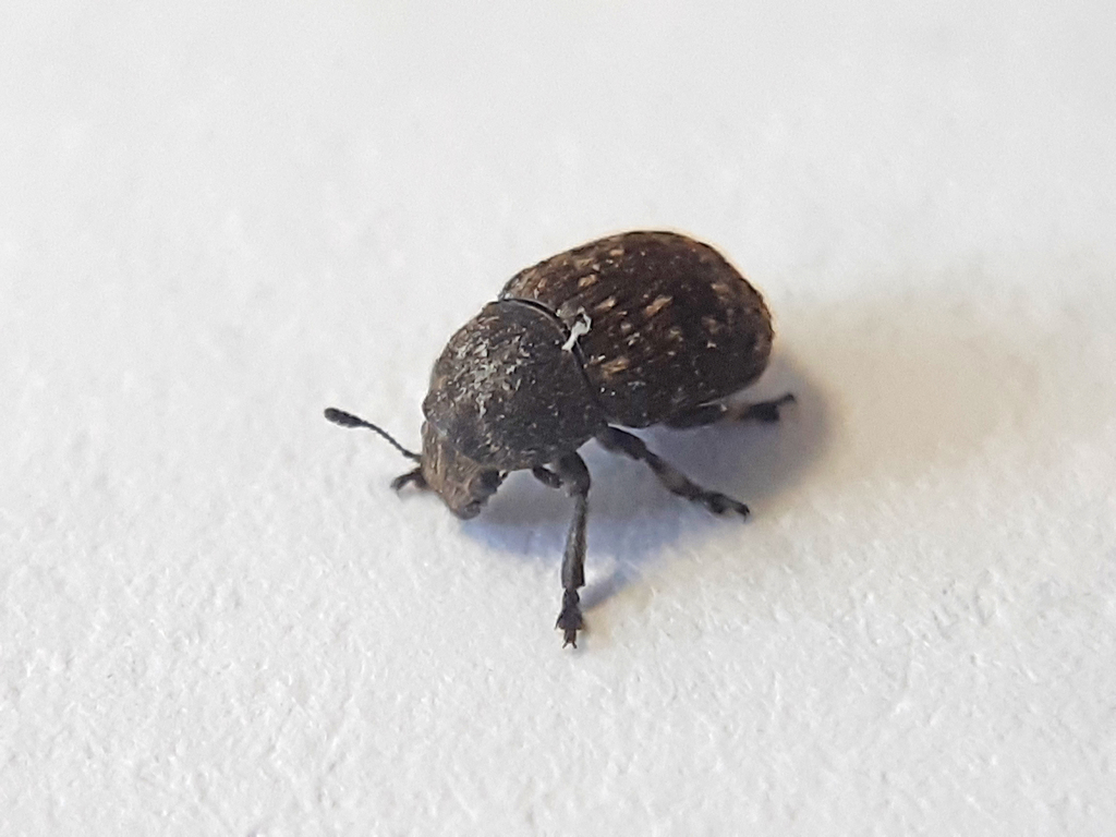 Anthribus nebulosus from Grad Sofiya, Stolichna, Bulgaria on March 1 ...