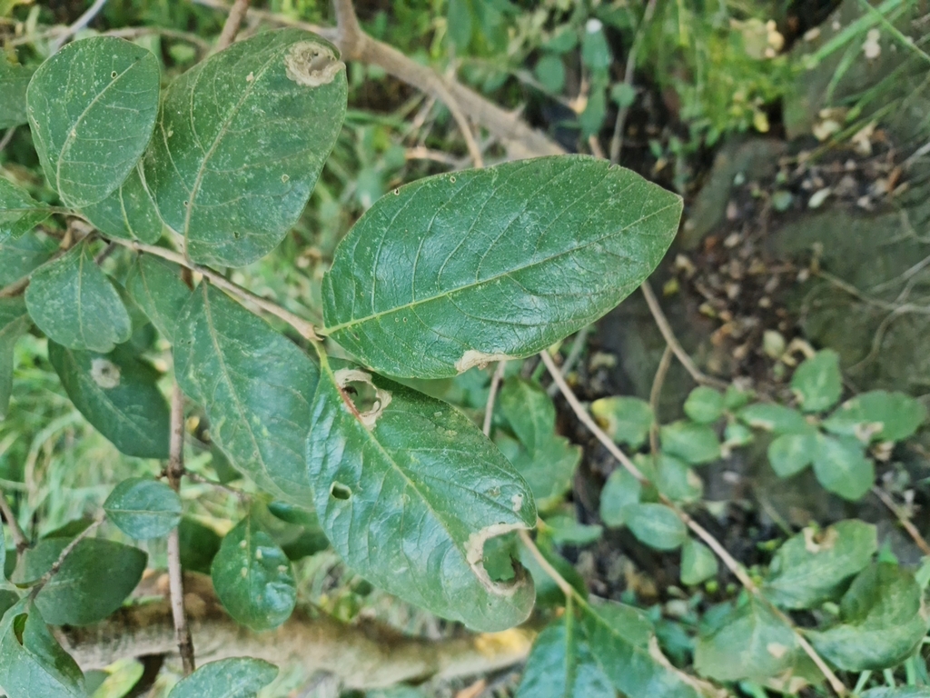 wild-medlar from Fochville, South Africa on March 01, 2023 at 07:36 AM ...
