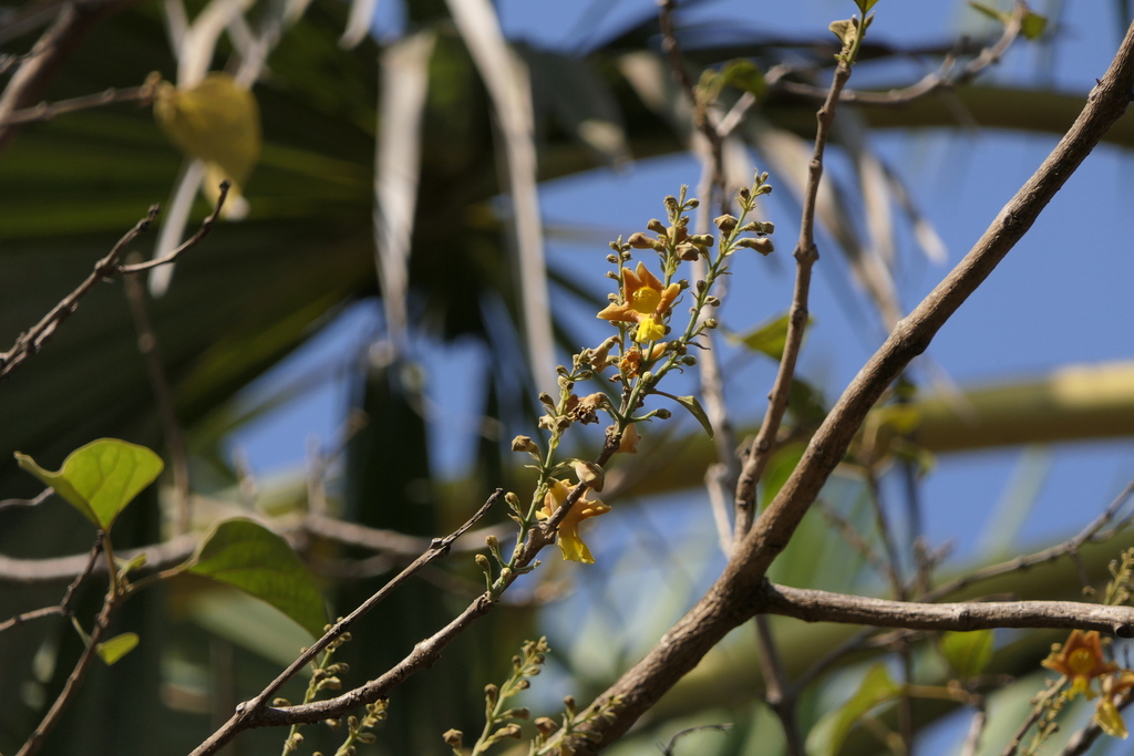 Kashmir tree from Shirgaon, Maharashtra, India on February 26, 2023 at ...